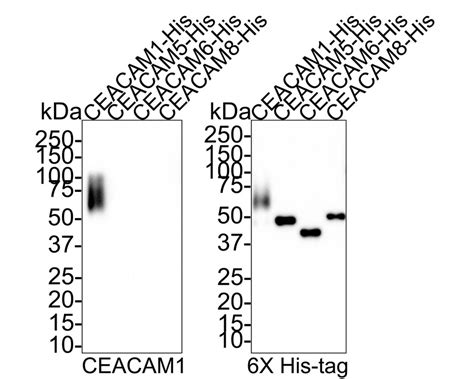 Ceacam1 Recombinant Rabbit Monoclonal Antibody [psh0 78] Ha721507 Huabio