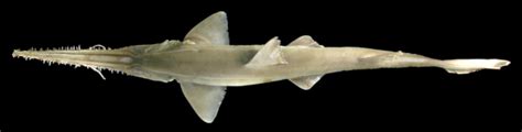 Pristiophorus Japonicus Shark References