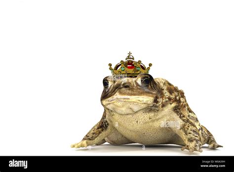 Toad With Crown Isolated On White Background 3d Illustration Stock