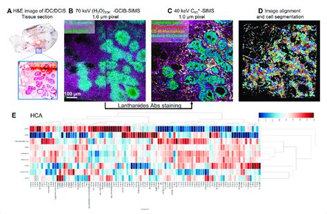 Schematic Of The Workflow For Cell Type Specific Profiling Of Download Scientific Diagram