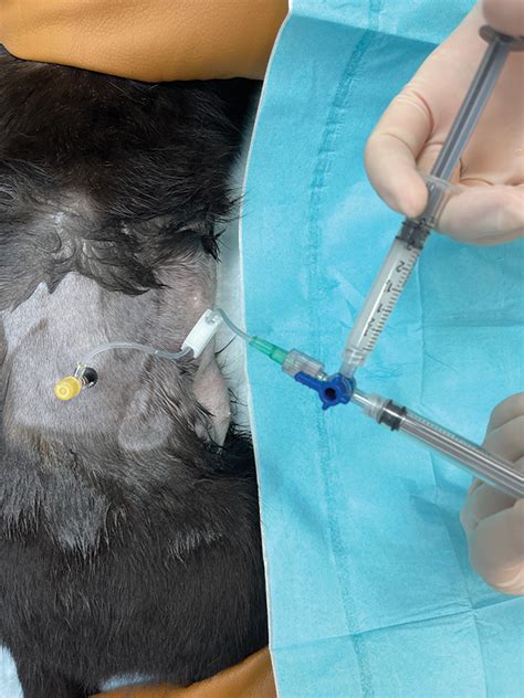 Subcutaneous Ureteral Bypass Sub In Cats Subcutaneous Ureteral Bypass Sub In Cats