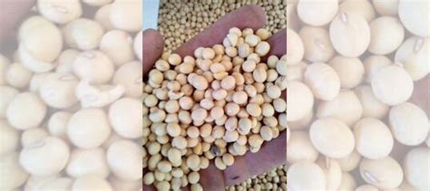 Семена сои купить в Краснодаре Товары для дома и дачи Авито