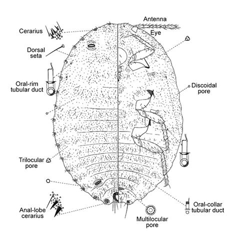 Pseudococcus Dendrobiorum Scale Insects