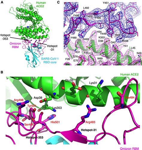 Structural Basis For Human Receptor Recognition By Sars Cov 2 Omicron Variant Ba1 Journal Of
