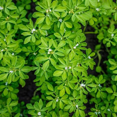 15 Herbs You Didnt Know Could Thrive In Your Backyard