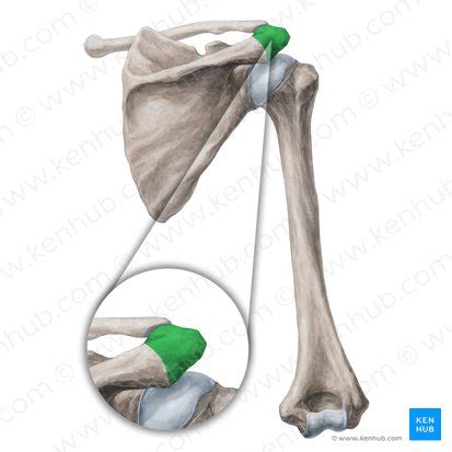 Shoulder Girdle Anatomy Movements And Function Kenhub