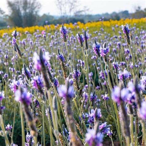 ทุ่งดอกลาเวนเดอร์ใหญ่ที่สุดในไทย ที่วังน้ำเขียวโคราช