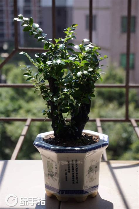 黑骨茶吧 黑骨茶树图片 黑骨茶盆景造型 第5页 大山谷图库