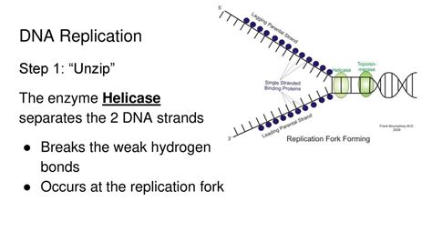 Dna Replication Steps