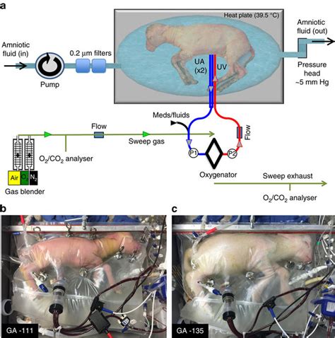 Video Of A Lamb Fetus In An Artificial Womb Boing Boing