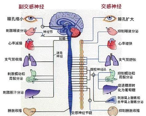 自主神经系统图册 360百科