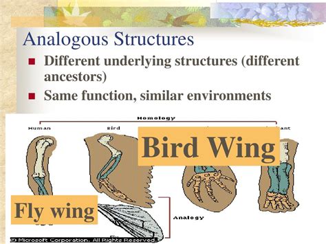 Ppt Theory Of Evolution Powerpoint Presentation Free Download Id