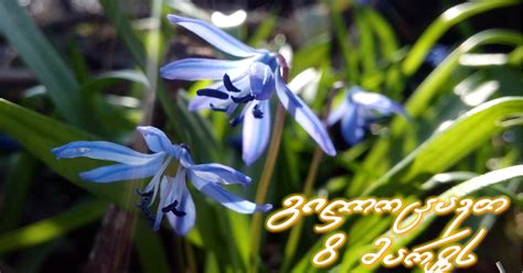 ყველა ქალბატონს გილოცავთ 8 მარტს ~ პირადი ბლოგი