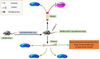 Knockdown Of Lox 1 Ameliorates Bone Quality And Generation Of Type H