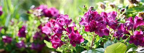 Vws Flowerbulbs Vws Flowerbulbs Added A New Photo