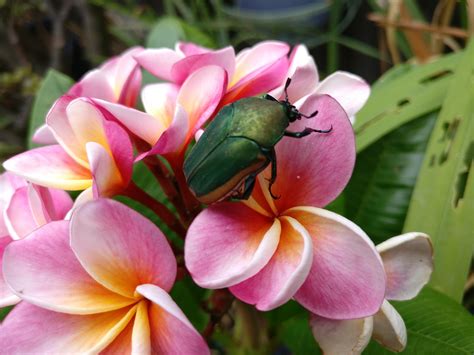 Junebug Mob Alledged Killer R Chiraqhits