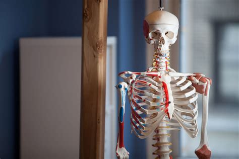 Axial Skeleton Quiz Doquizzes