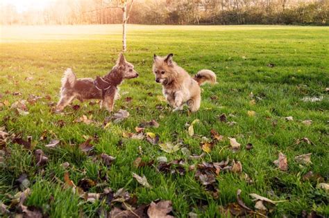 Two Small Dag Interaction In A Park On A Green Grass Lawn Warm Sunny Day Fallen Leafs On The