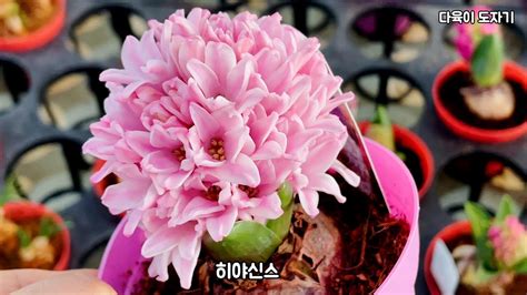 남사화훼단지 펠리체가든 공기정화식물 토분 사랑초 베고니아 히야신스 버베나 크리스마스로즈 유럽제라늄 핑크브리즈 호주매화 히야신스등 Youtube