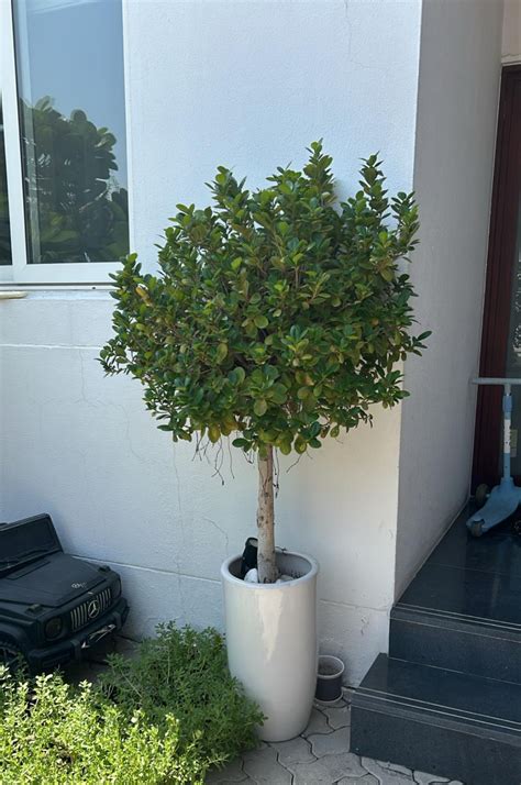 Clearance Sale Single Head Ficus Promo Wellpottedplants