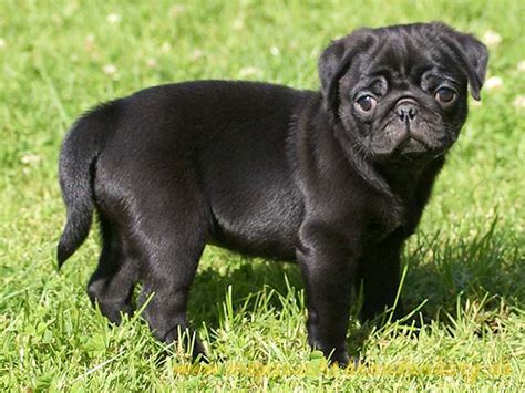 Der Mopsblick Beim Gassi Gehen Mopszucht Vom Weiberhof Mopszucht Vom Weiberhof