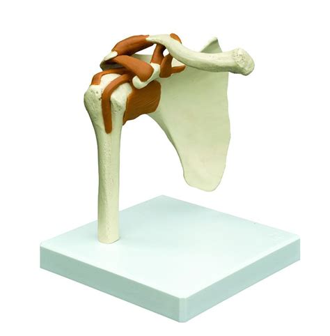Functional Shoulder Joint Model With Ligaments For Sale