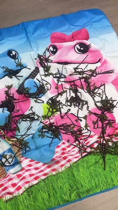 비와서 제습기로 말린 고사리 보실래요 햇볕에 말려야 합니다 고사리 제주도 제주 제주도민 제주도고사리 Youtube