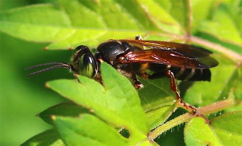 Tachytes Distinctus Tachytes Bugguide Net