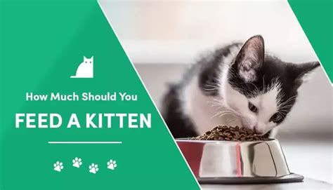 Kitten Age Chart Artofit