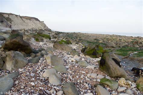 UK Fossil Collecting