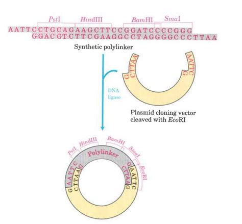 Biochemistry Class Notes Uses Of Recombinant Dna Technology