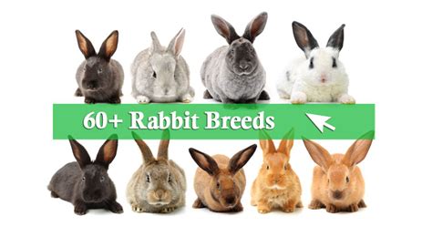 Your Source For Rabbit Information