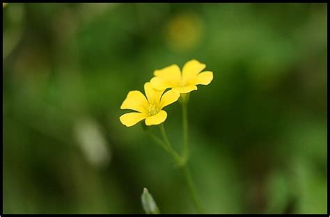 どこにでも咲いている身近な野草 野草風薫