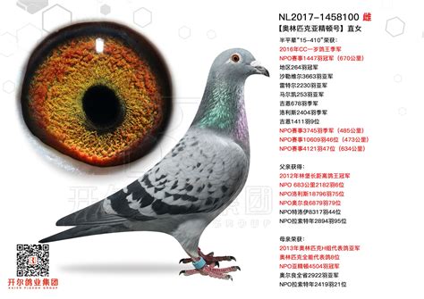 开尔第四批信鸽DNA羽毛采样已完成