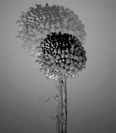 Photography In Black And White On Behance