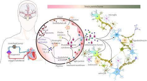 Systemic Inflammatory Response Syndrome Sirs In Extracorporeal Download Scientific Diagram