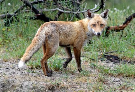 What Is An Apex Predator Oikos Journal