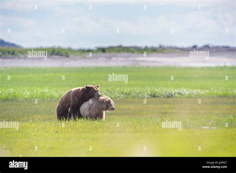 Mating Bears Grizzly Brown Bear Hallo Bay Katmai Nationalpark Alaska Usa Stock Photo Alamy