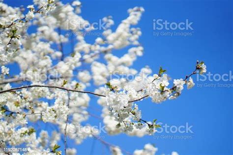 맑고 푸른 하늘 배경에 아름다운 피는 흰색 벚꽃 나무 가지입니다 봄이 오고 있다 블루 스프링 백그롭에 화이트 0명에 대한 스톡 사진 및 기타 이미지 Istock