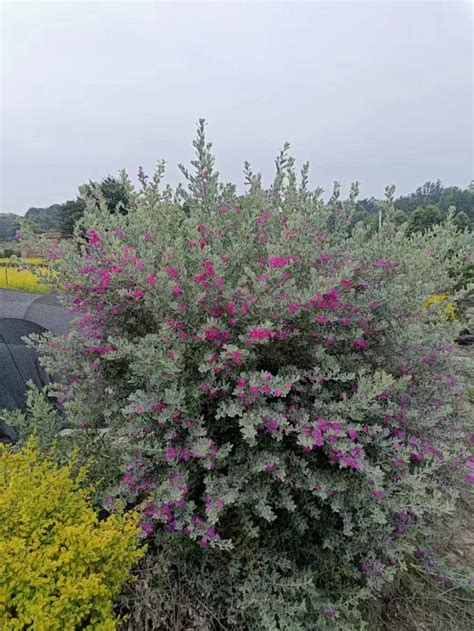 红花玉芙蓉 1 花瓣网