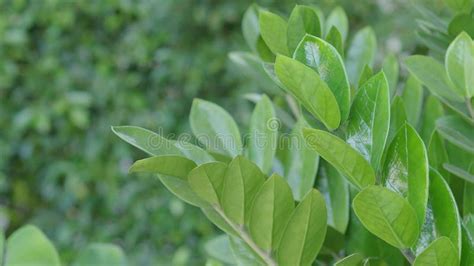Light Wind Blowing Plant Leaves In Garden Daytime With Sunny Stock
