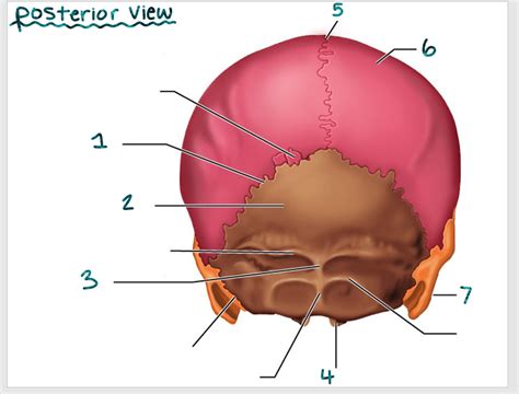 Hap Posterior Skull Match Up Diagram Quizlet