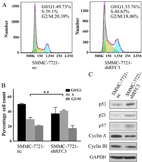 Suppression Of Replication Factor C Subunit 3 Rfc3‐arrested Hepatoma Download Scientific