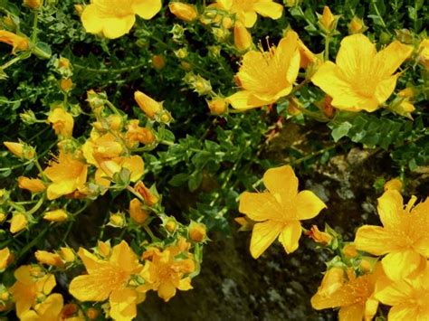 Hypericum Polyphyllum Online Flower Garden