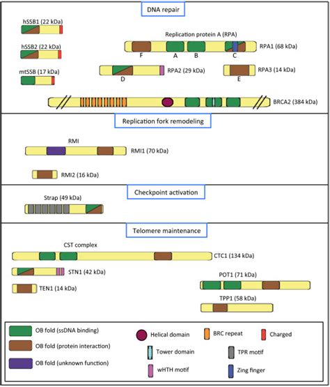 human ob fold containing proteins are essential for multiple aspects of