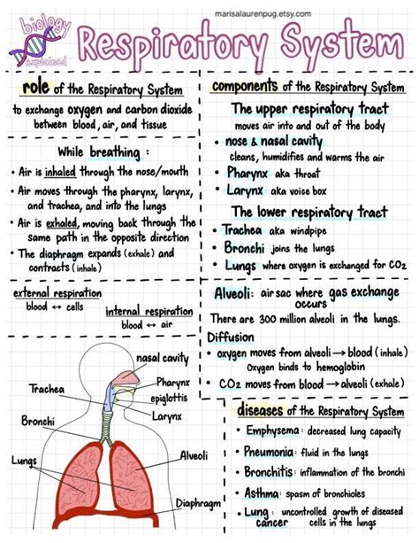 High School Biology Cheat Sheet Style Notes Outline Artofit