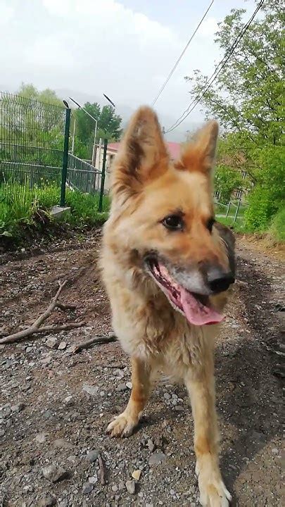 გერმანული ნაგაზი Youtube