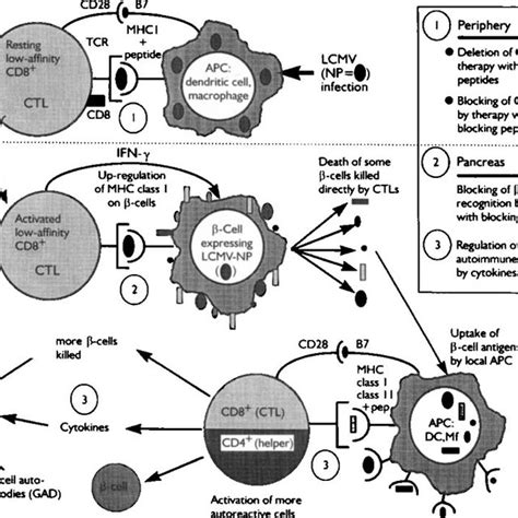 Pathogenesis Of Slow Onset Iddm In Rip Lcmv Tg Mice The Chain Of Events