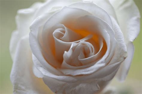 Double Center Rose 로열티 프리 이미지 스톡 사진 Shutterstock