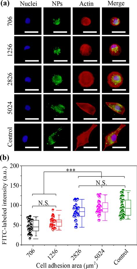 Regulation Of Cytoskeletal Structures On Cellular Uptake Capacity A